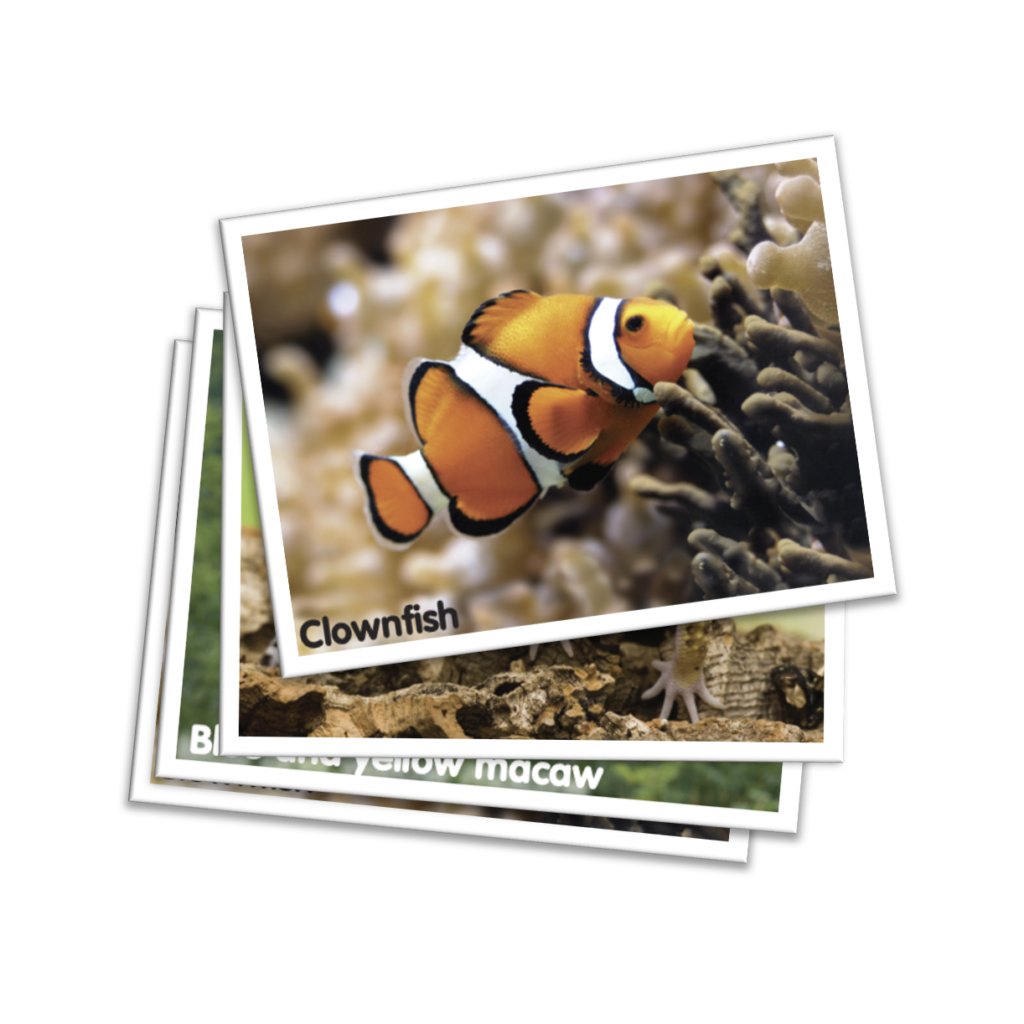 Lesson 9 - Pet posters - Animal Kind